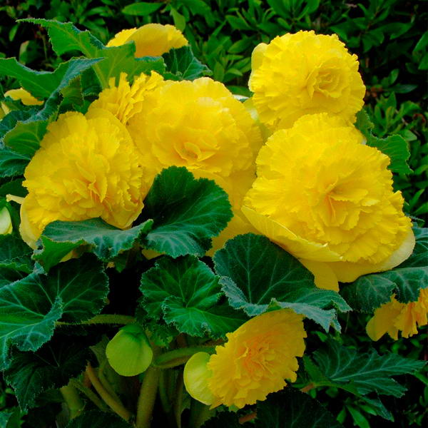 Бегония клубневая AmeriHybrid Ruffled Yellow – Америгибрид Раффлд Еллоу ...