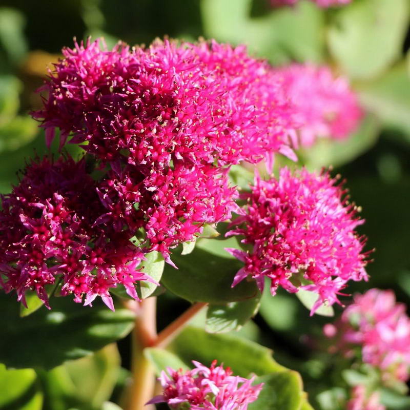 Томат — Рассада цветов и овощей.