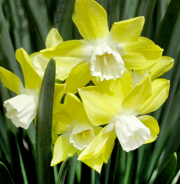 Нарцисс карликовый многоцветковый Pipit Пипит - Рассада цветов и овощей.