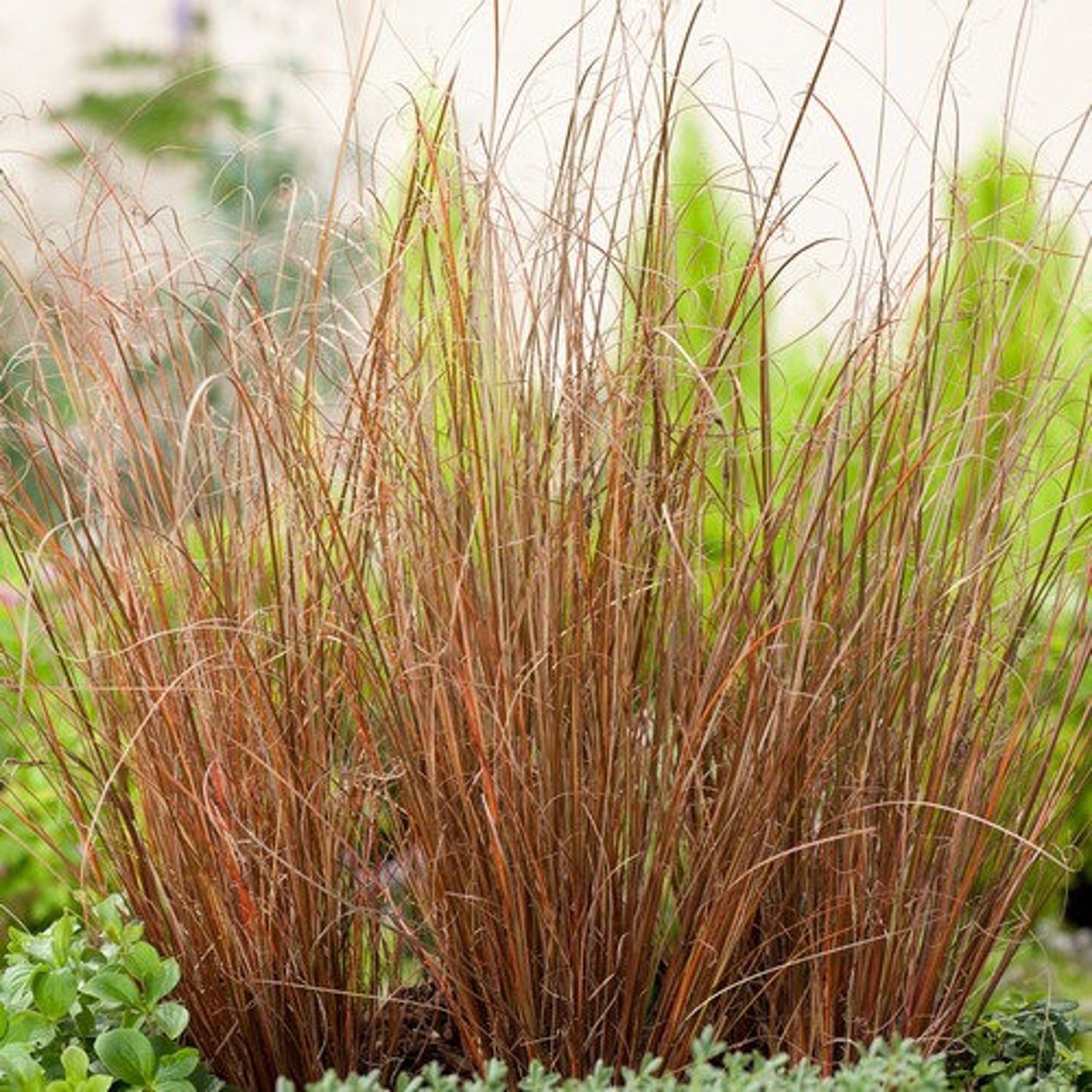 Carex buchananii store