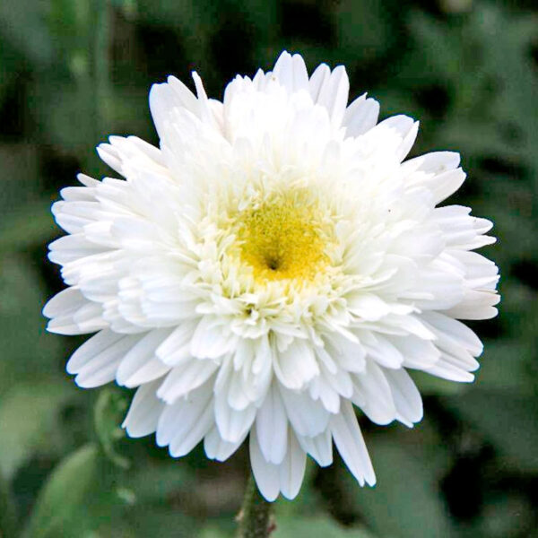 Ирис японский Вариегата (Variegata) — Рассада цветов и овощей.