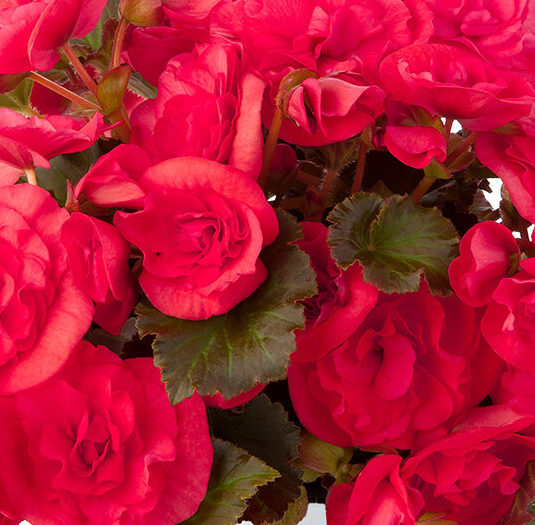 Begonia solenia store